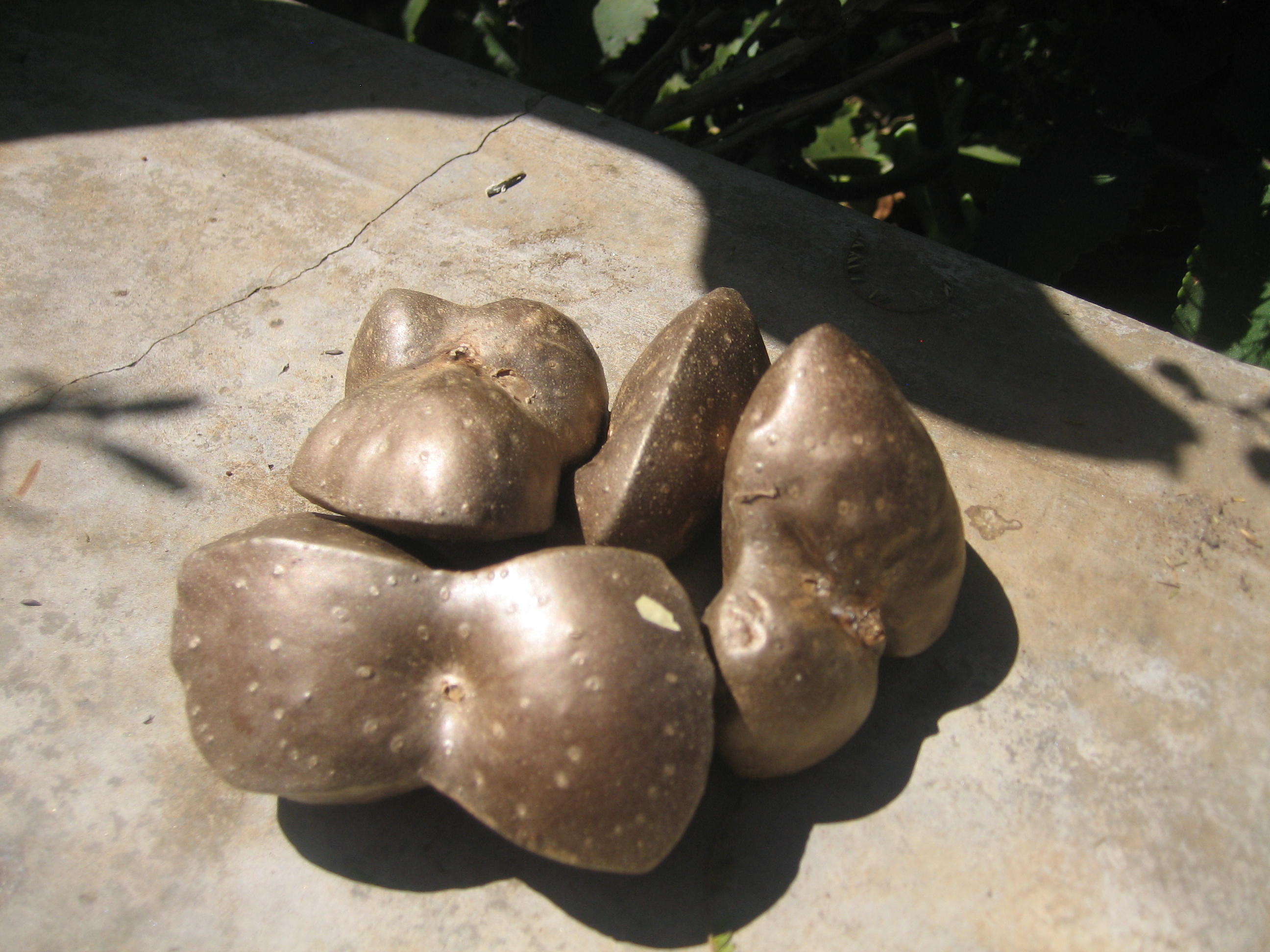 The Climbers of Kusamala - Kusamala Institute of Agriculture and Ecology